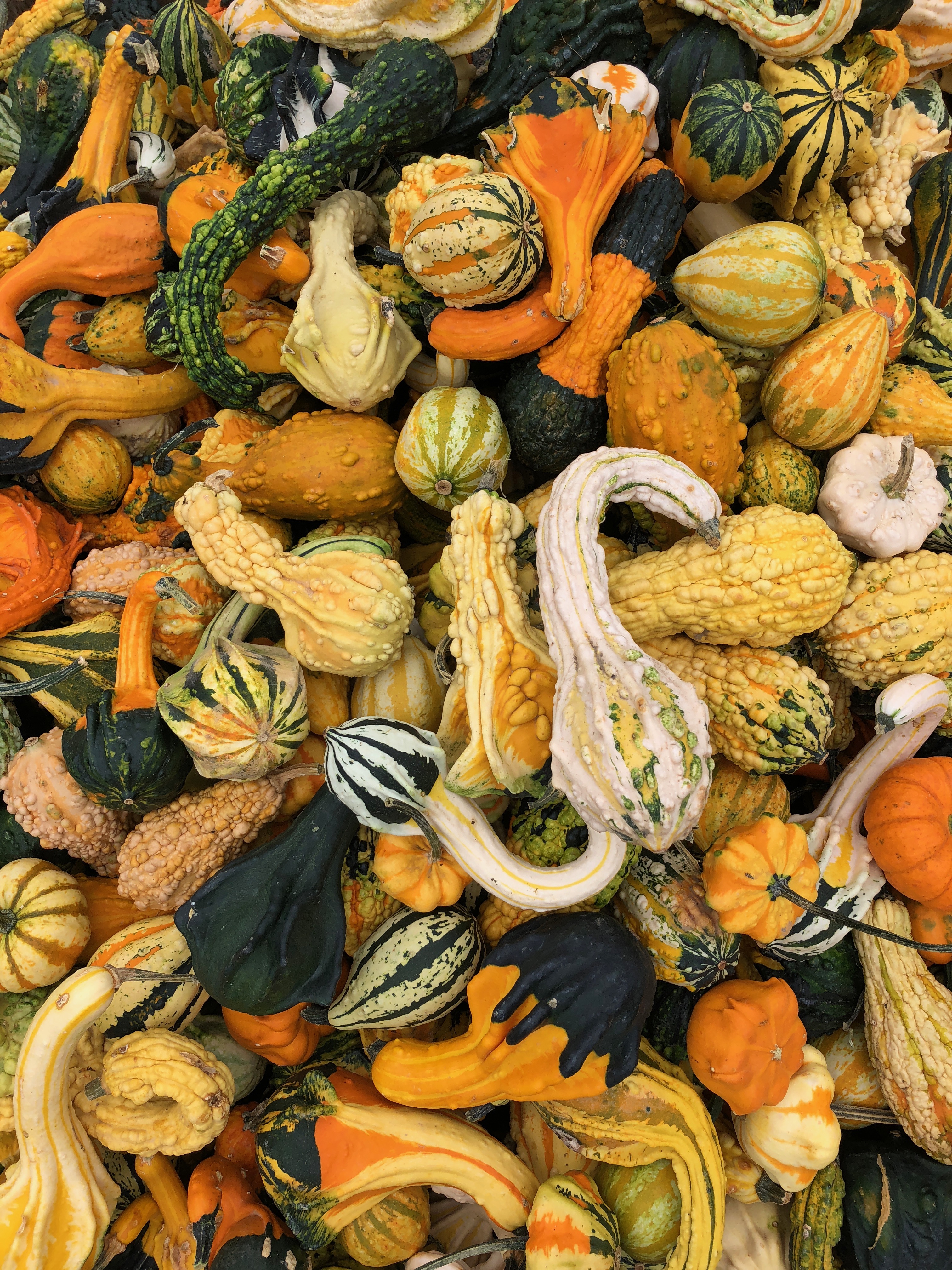 Harvest Moon Farm & Orchard - Mercedes Chloe